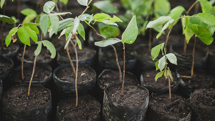 Vega joins veritree 10 million tree challenge – Vega (CA)